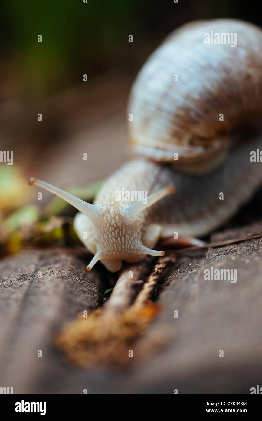 Roman snail hi-res stock photography and images - Alamy