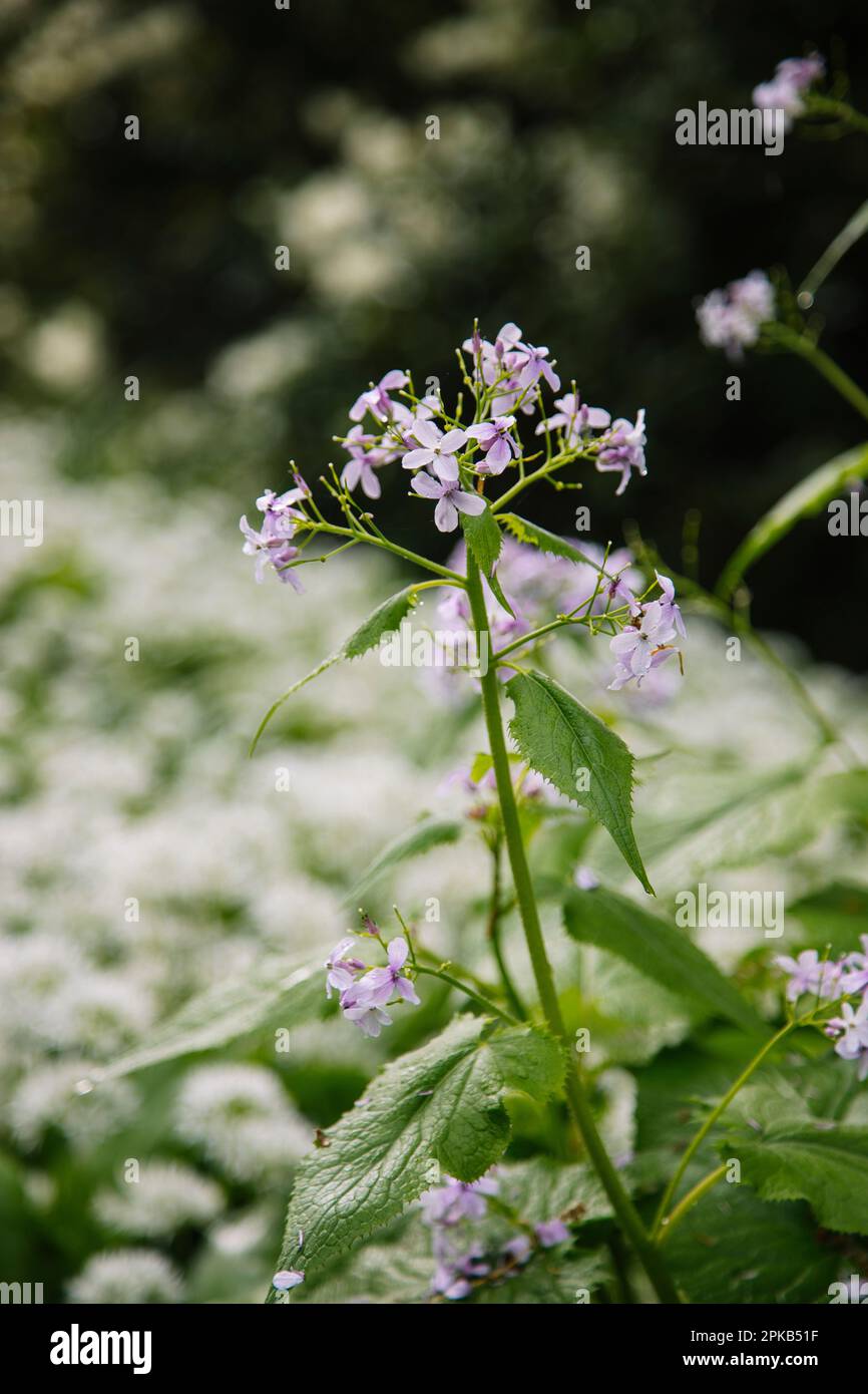 Carnation plants hi-res stock photography and images - Alamy
