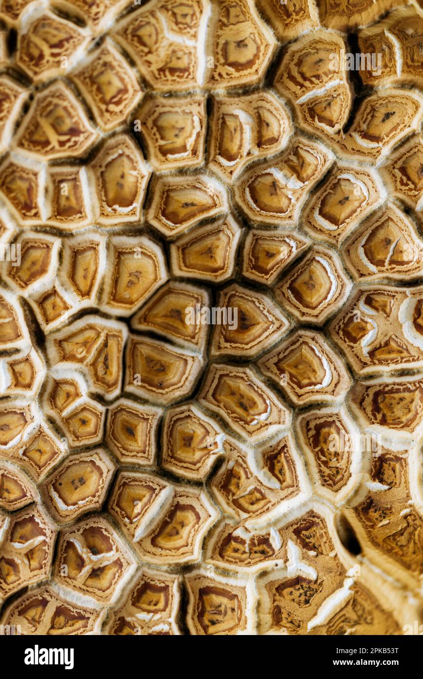 Fungal patterns hi-res stock photography and images - Alamy