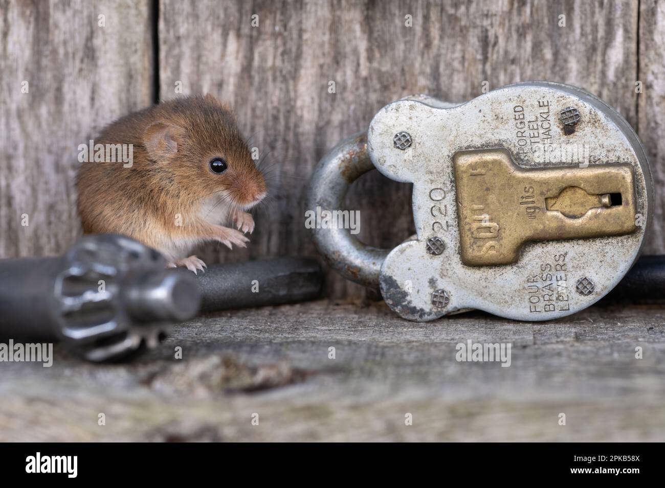 Harvest Mouse (Micromys minitus) in a shed Stock Photo - Alamy