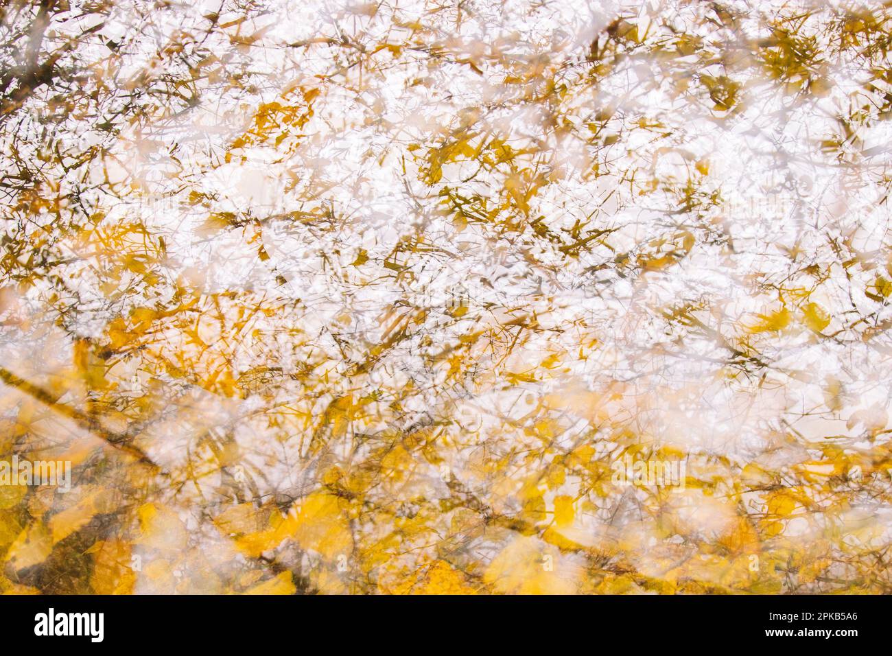 Autumn trees double exposure Stock Photo - Alamy
