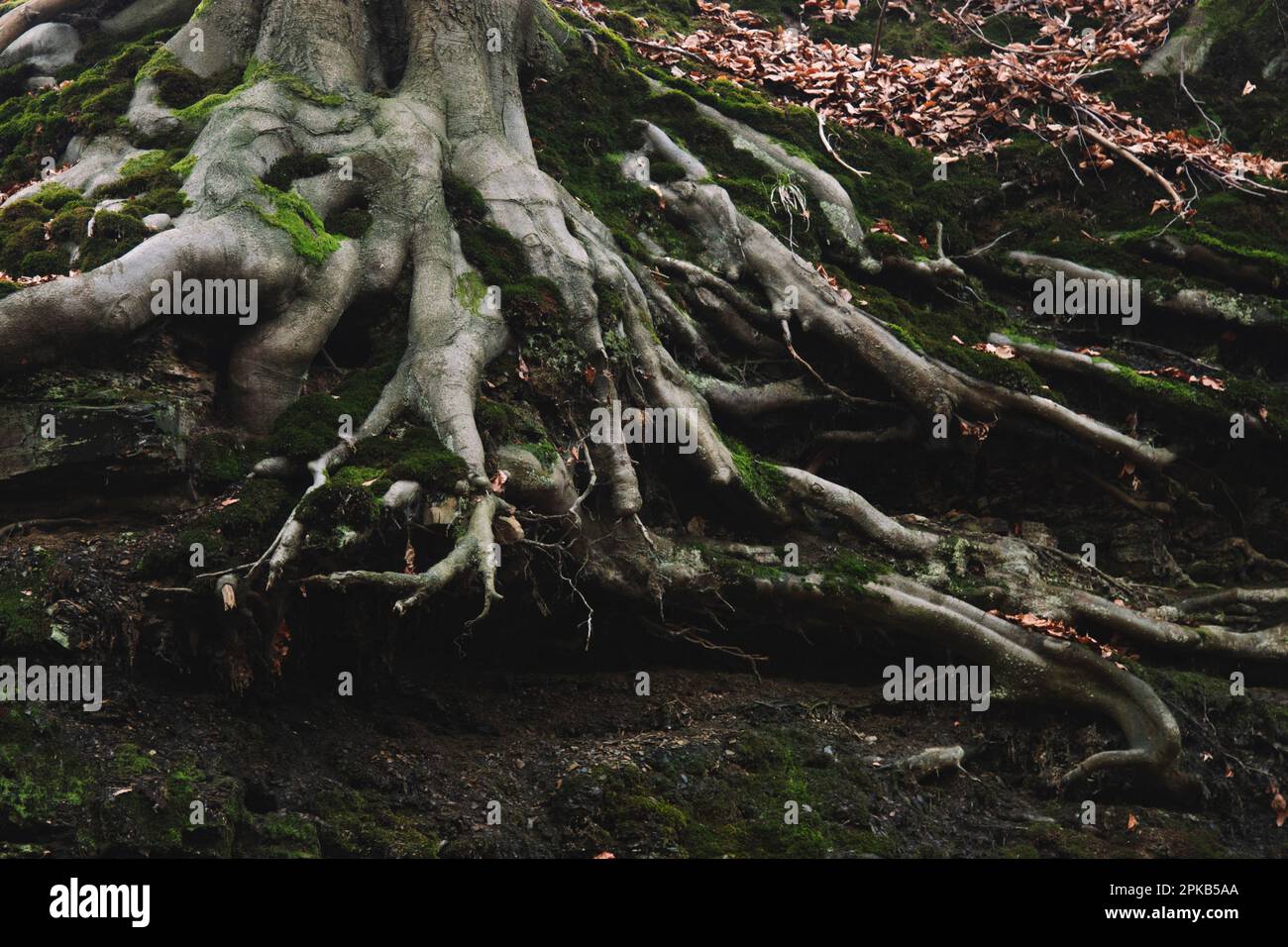 Extertal hi-res stock photography and images - Alamy