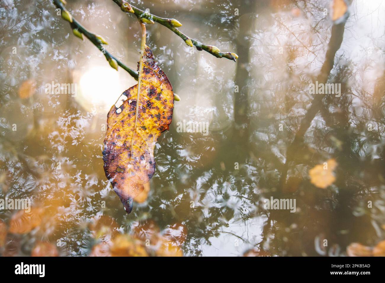 Autumn leaves double exposure Stock Photo - Alamy