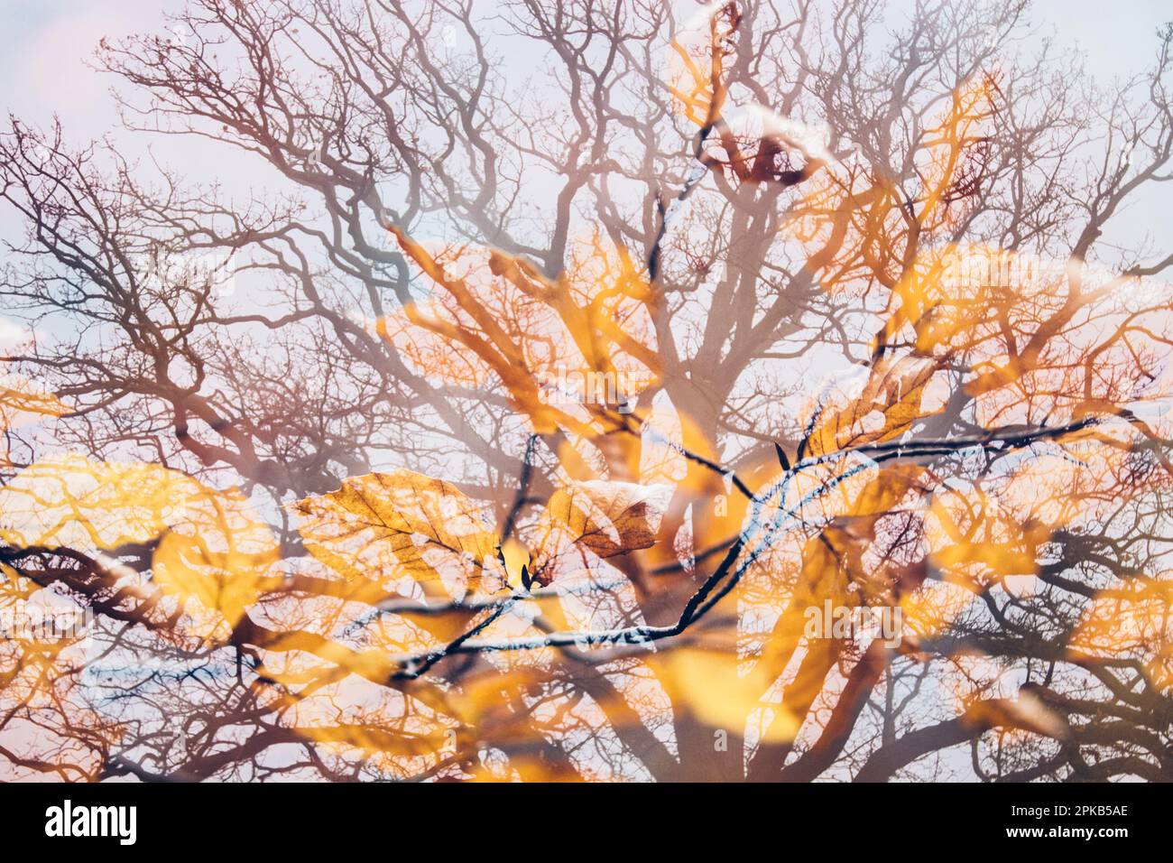 Autumn trees double exposure Stock Photo - Alamy