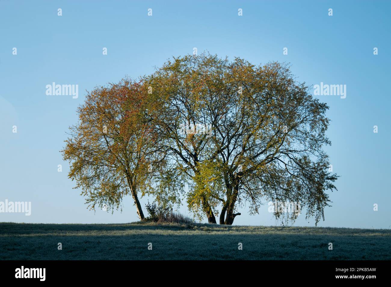 Theesen hi-res stock photography and images - Alamy