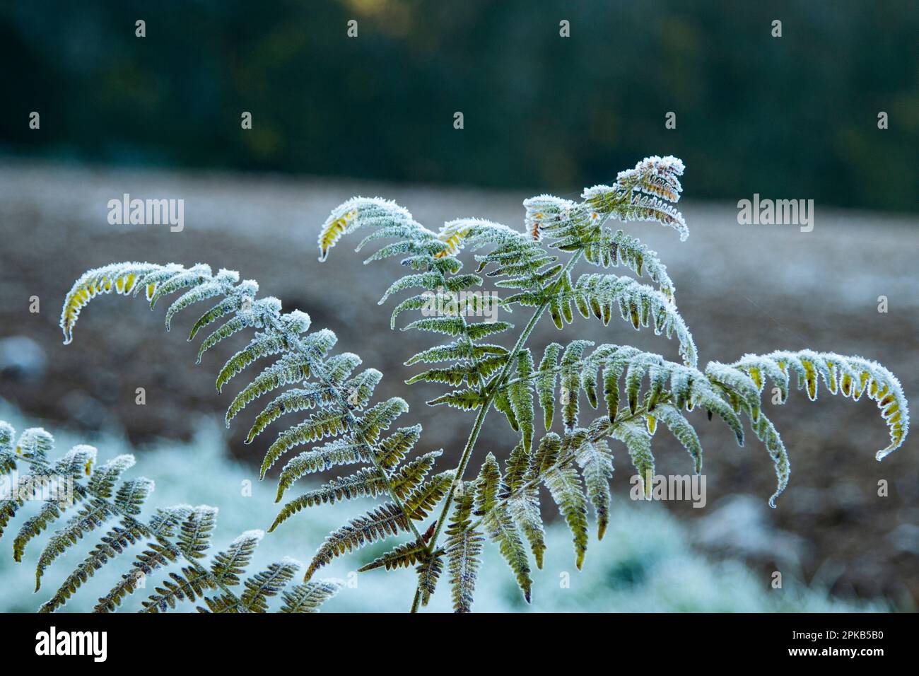 Theesen hi-res stock photography and images - Alamy