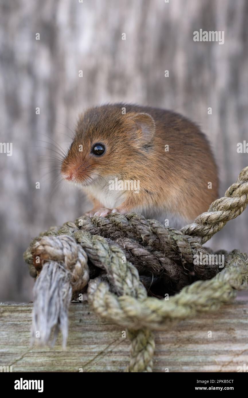 Harvest Mouse (Micromys minitus) in a shed Stock Photo - Alamy