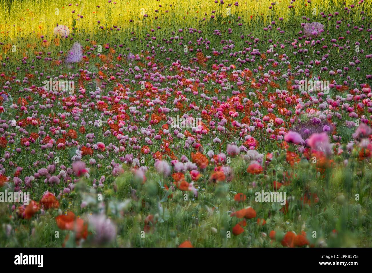 Blue poppy and corn poppy double exposure Stock Photo - Alamy