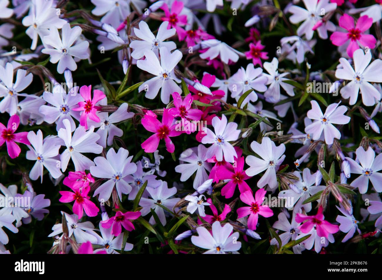 One carnation hi-res stock photography and images - Alamy