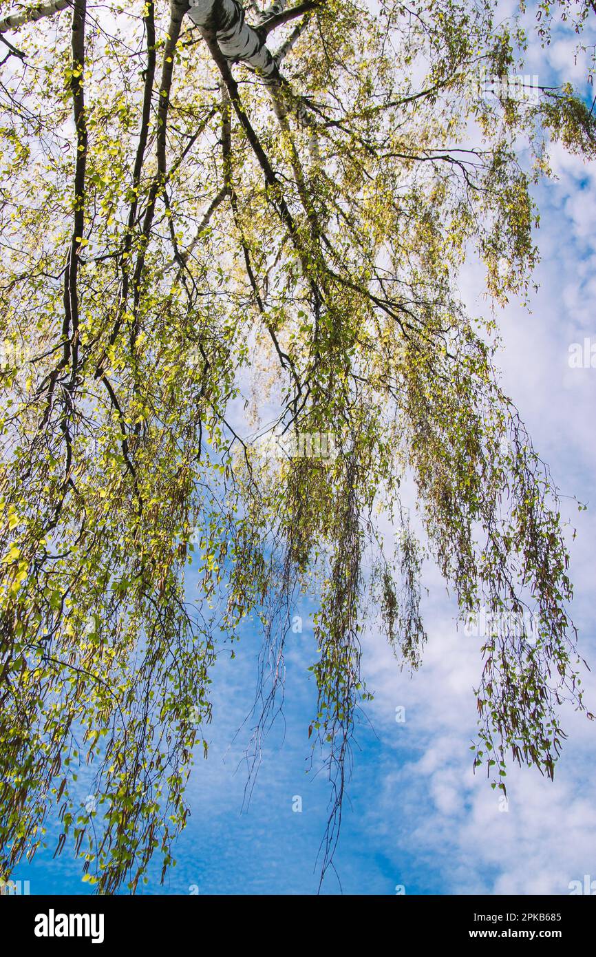 Birch tree during spring view hi-res stock photography and images - Alamy