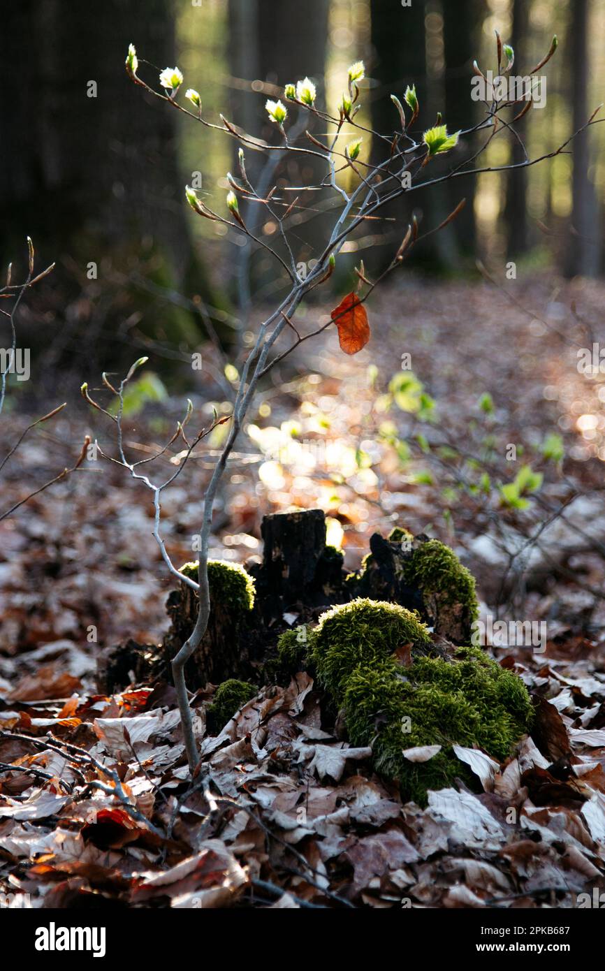 Young beech tree hi-res stock photography and images - Alamy