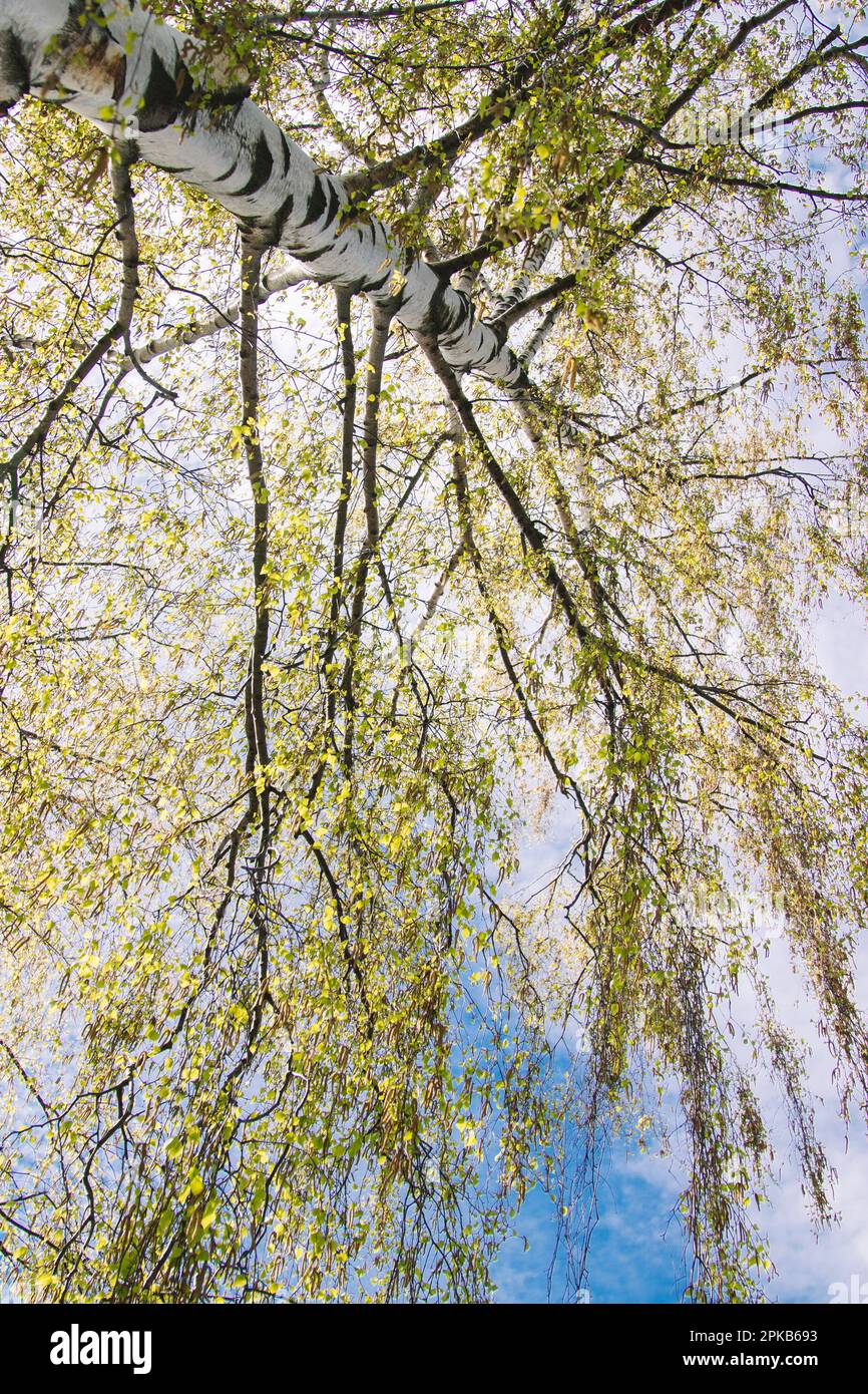 Birch tree during spring view hi-res stock photography and images - Alamy