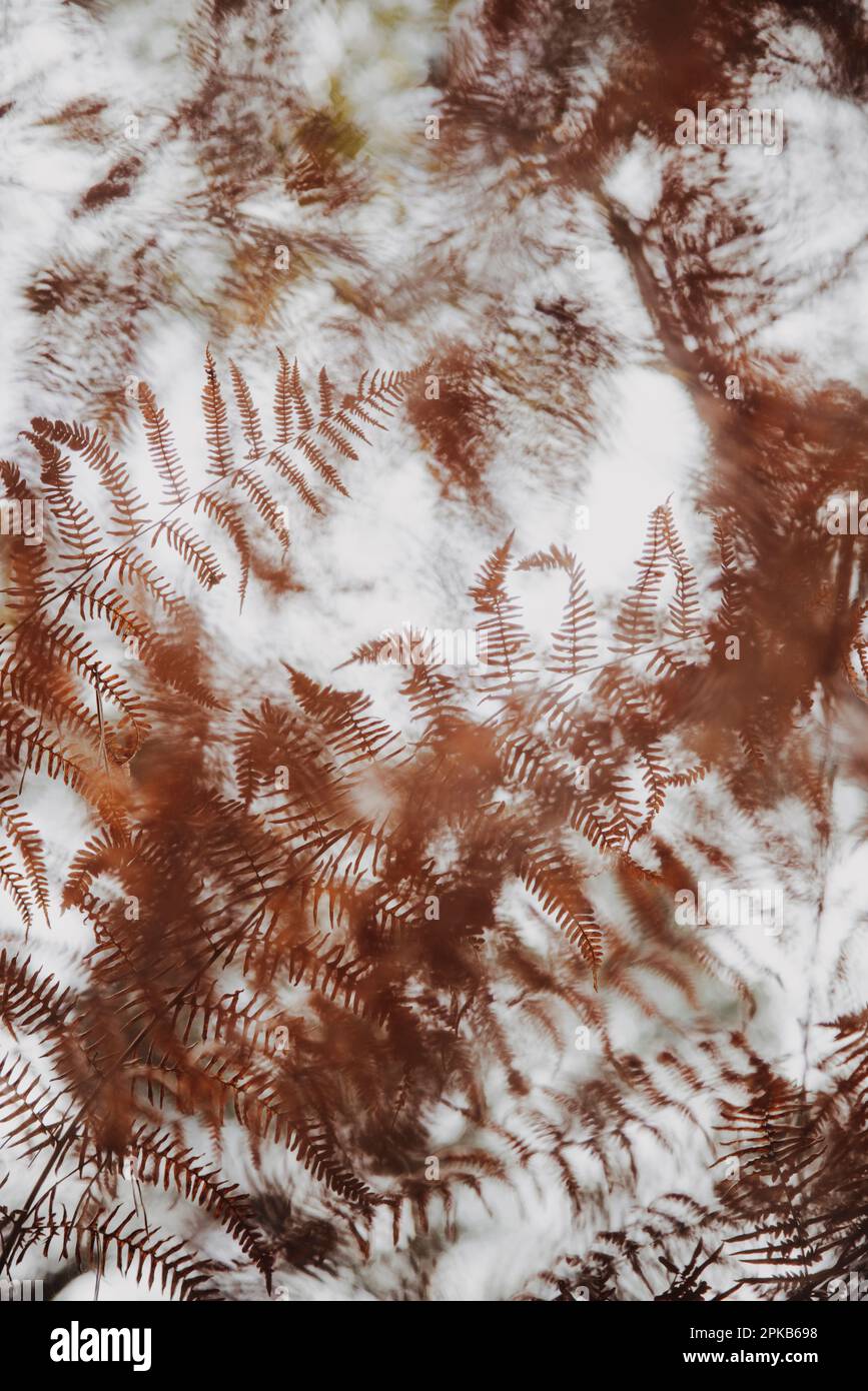Withered ferns hi-res stock photography and images - Alamy