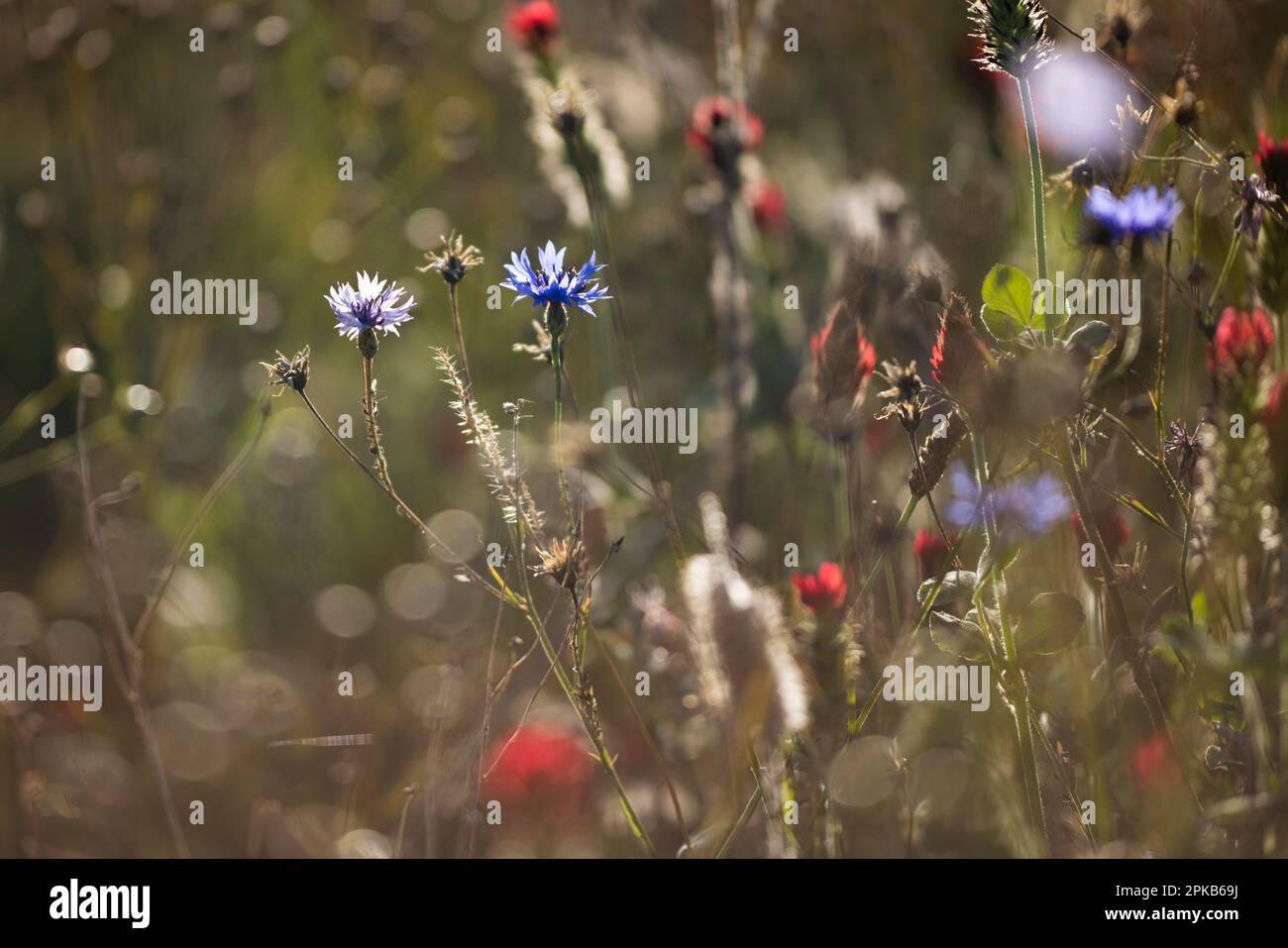 Summer wildflower meadow in autumn Stock Photo - Alamy