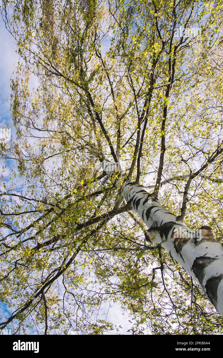 Birch tree during spring view hi-res stock photography and images - Alamy