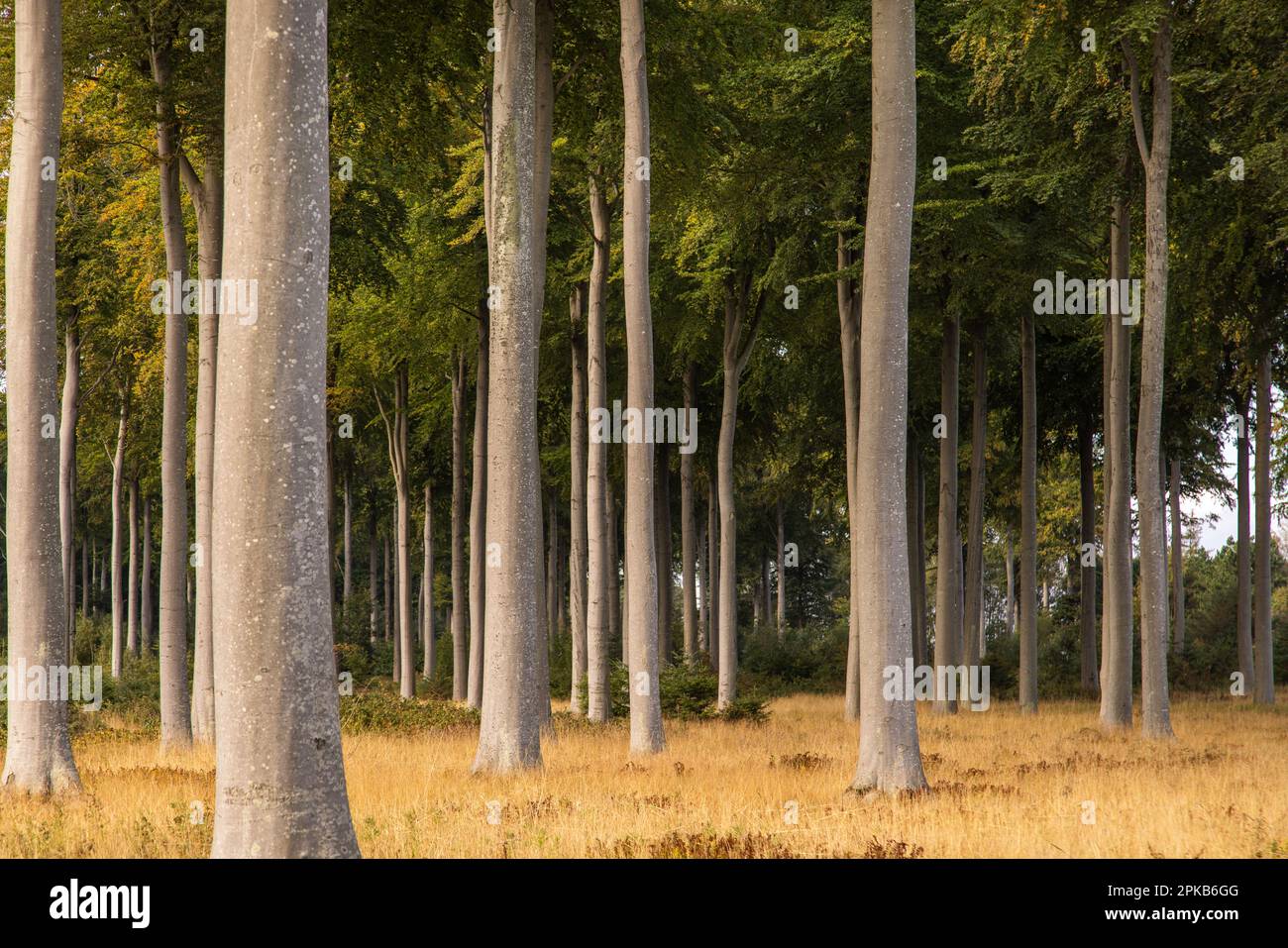 Funen island hi-res stock photography and images - Alamy