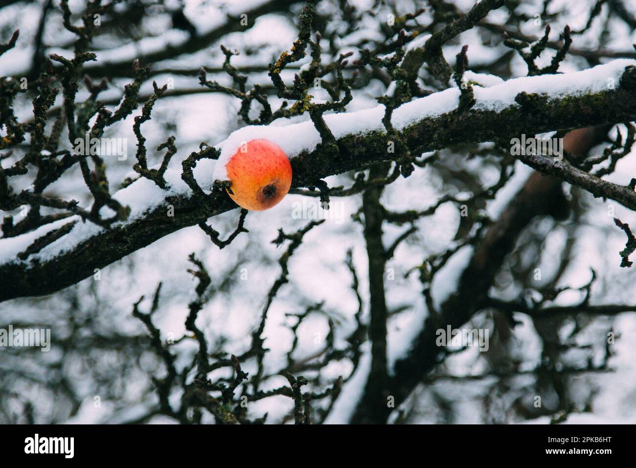 Snow winter dining outdoor hi-res stock photography and images - Alamy