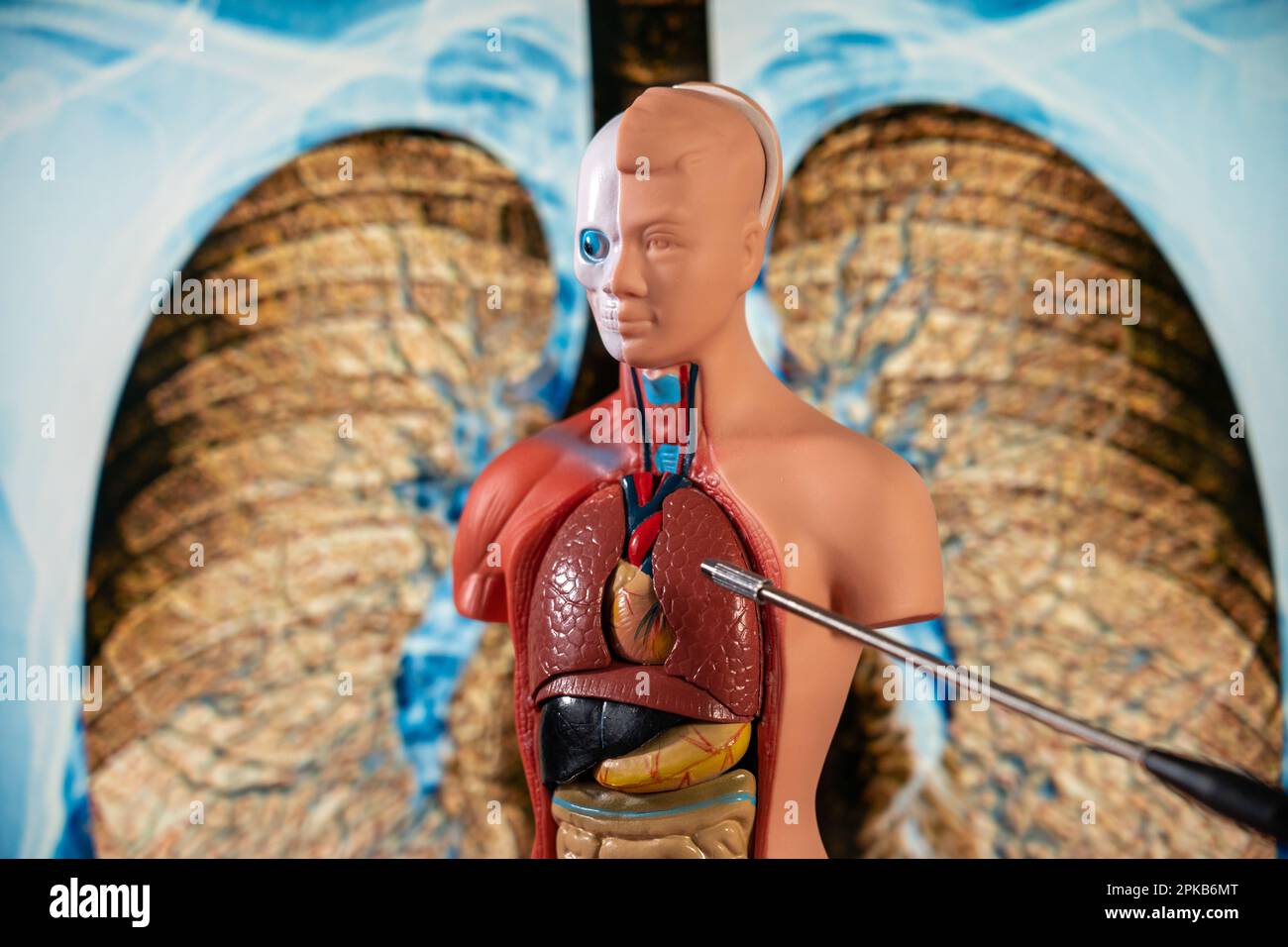 Anatomical mannequin for teaching human organs Stock Photo - Alamy