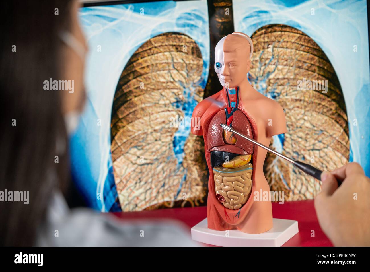Human organs hi-res stock photography and images - Alamy