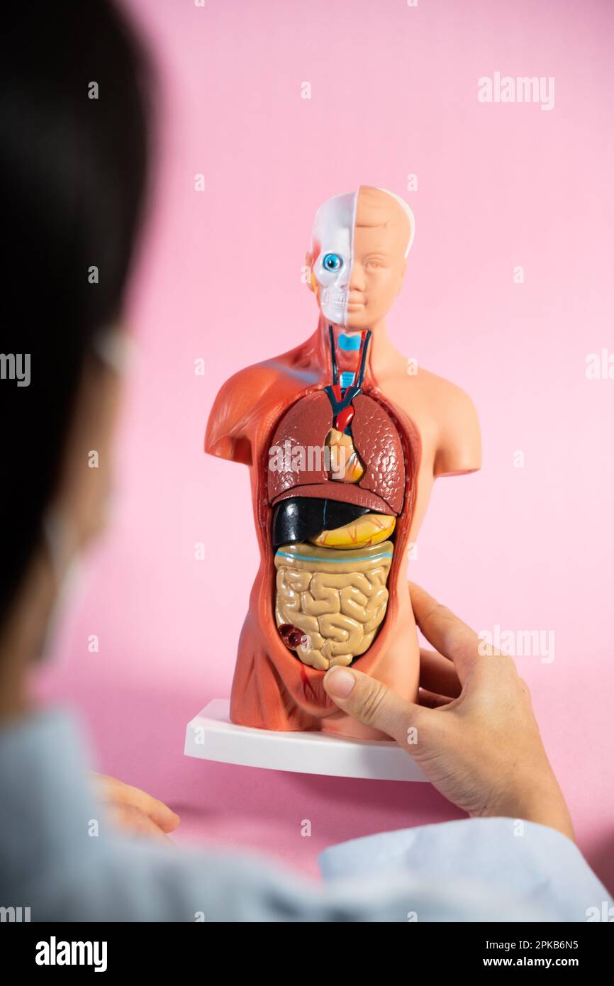 Anatomical mannequin for teaching human organs Stock Photo - Alamy