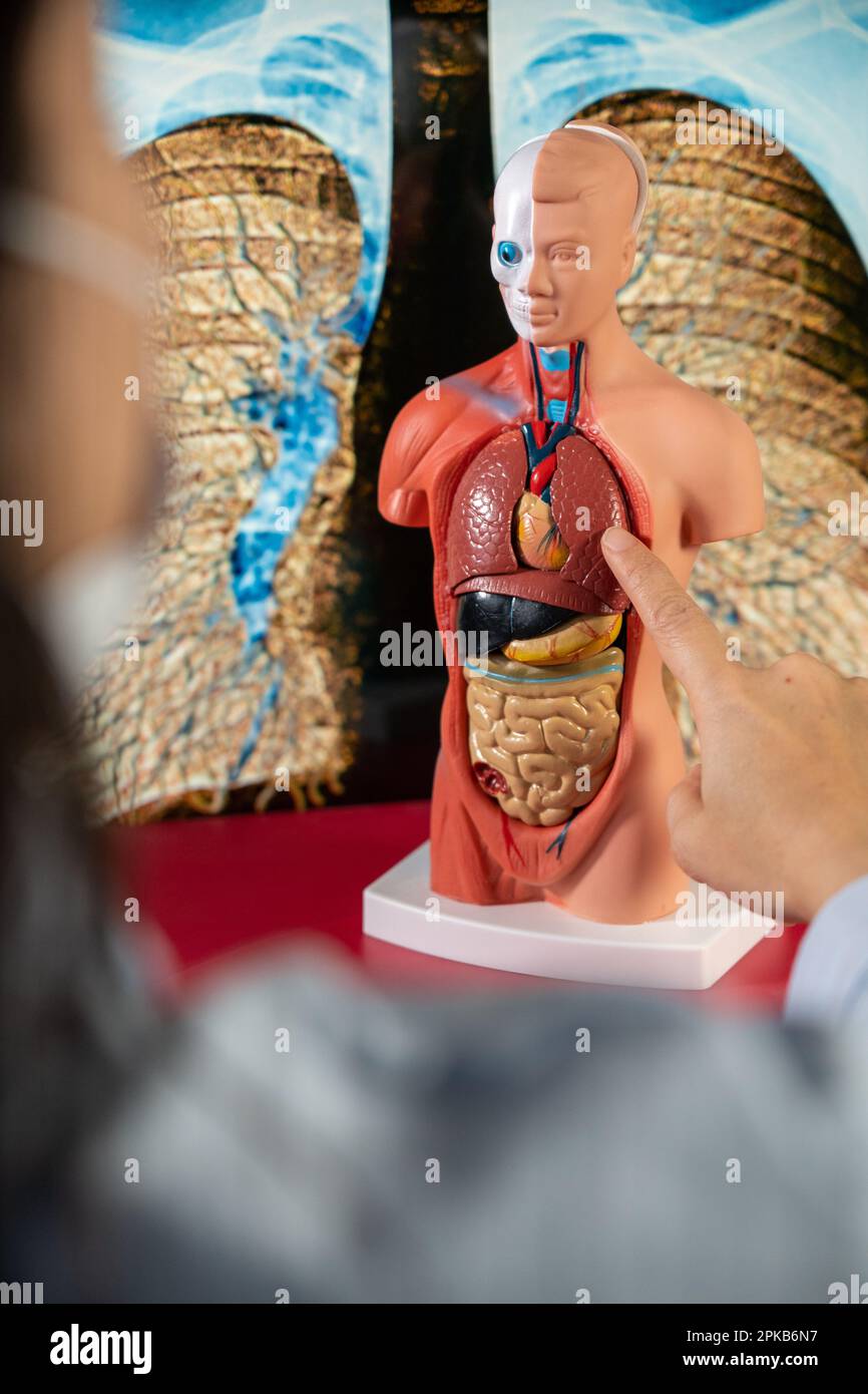 Anatomical mannequin for teaching human organs Stock Photo - Alamy
