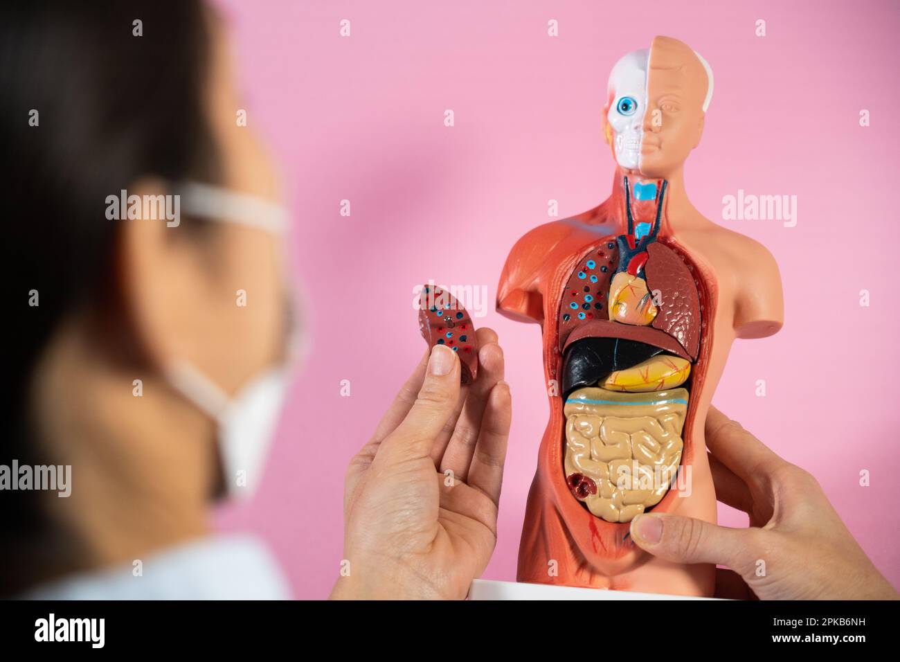 Anatomical mannequin for teaching human organs Stock Photo - Alamy