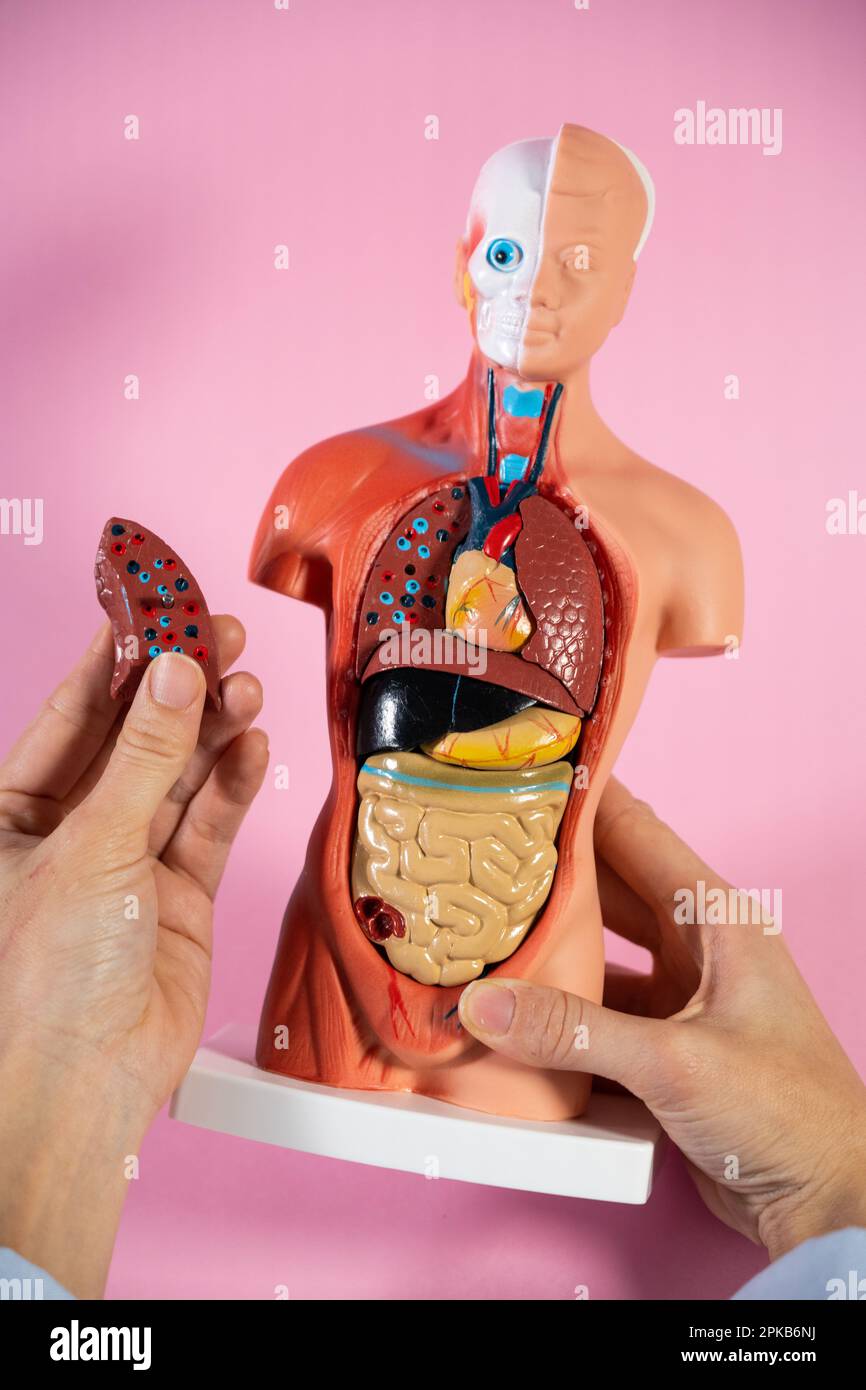 Anatomical mannequin for teaching human organs Stock Photo - Alamy