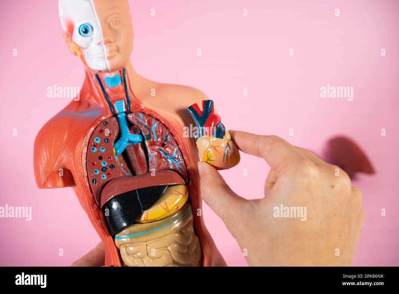 Anatomical mannequin for teaching human organs Stock Photo - Alamy