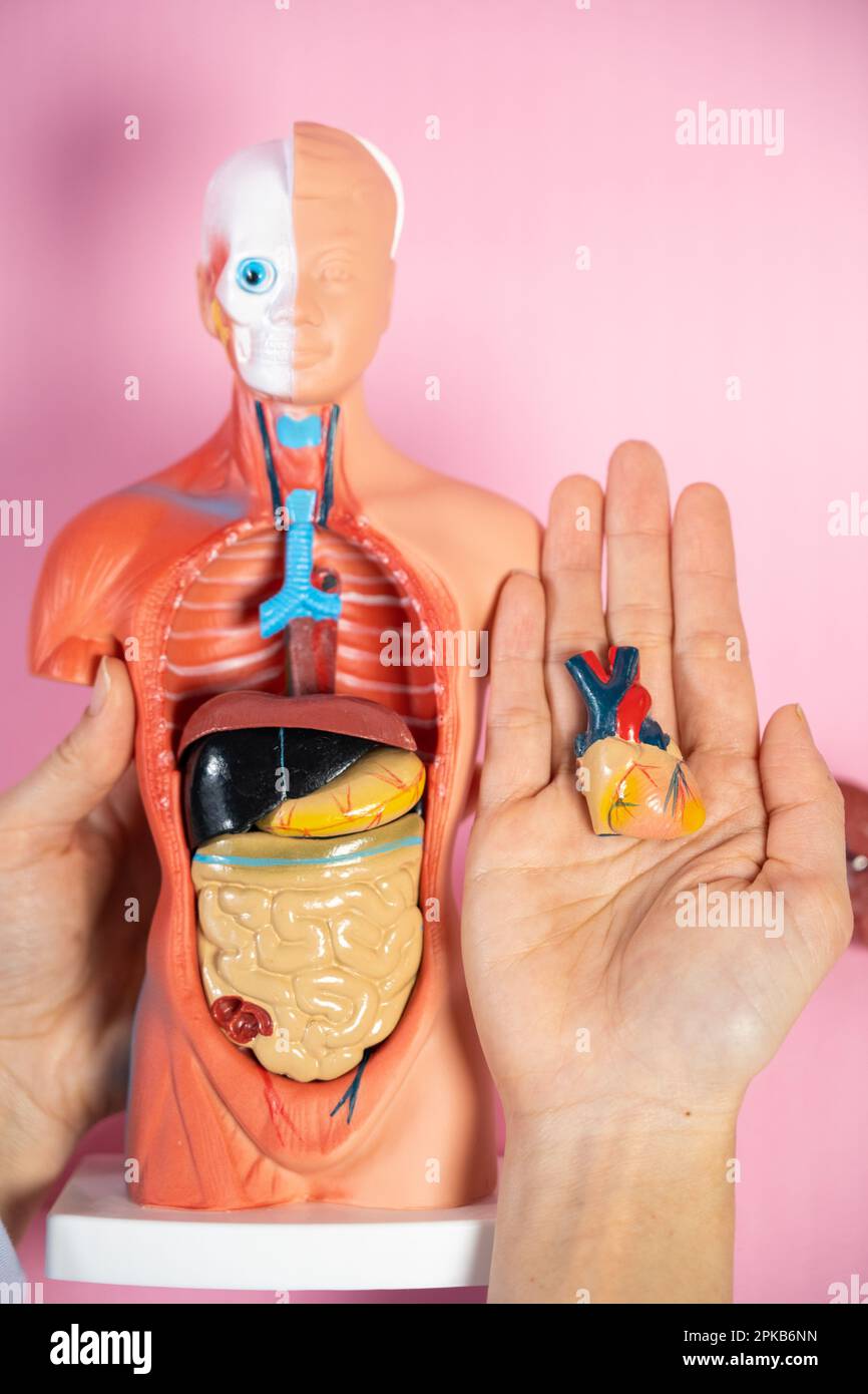 Anatomical mannequin for teaching human organs Stock Photo - Alamy