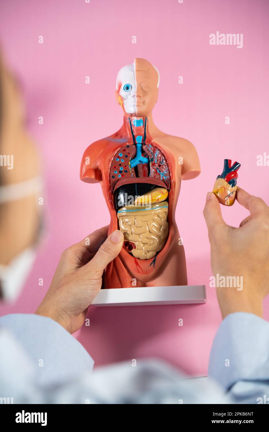 Anatomical mannequin for teaching human organs Stock Photo - Alamy