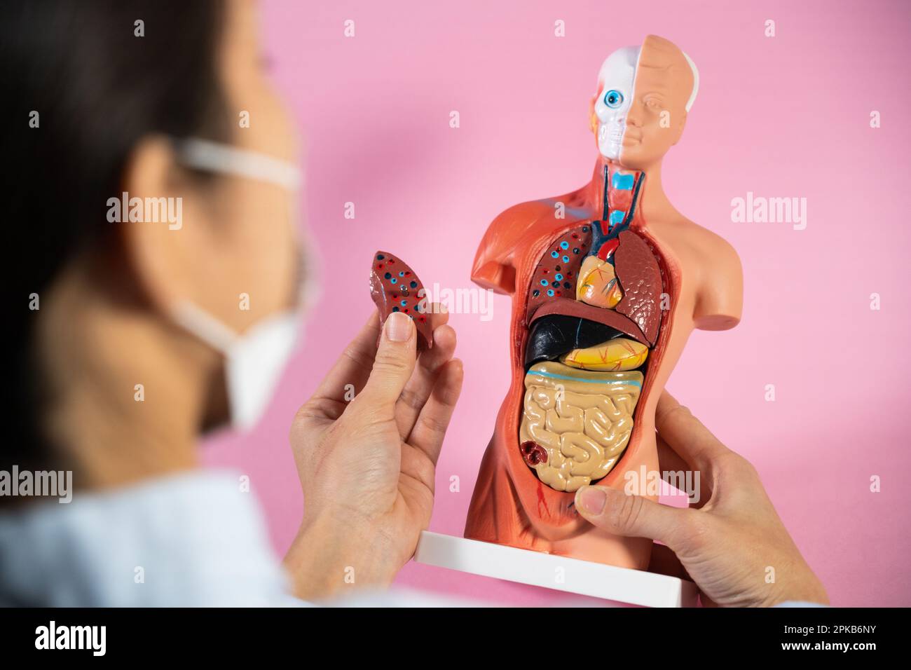 Anatomical mannequin for teaching human organs Stock Photo - Alamy
