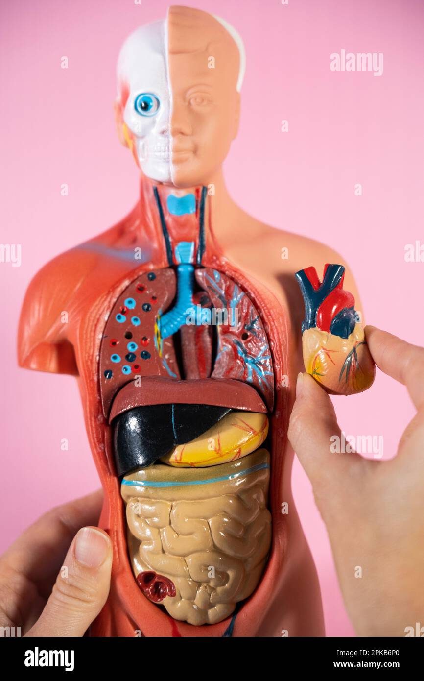 Anatomical mannequin for teaching human organs Stock Photo - Alamy