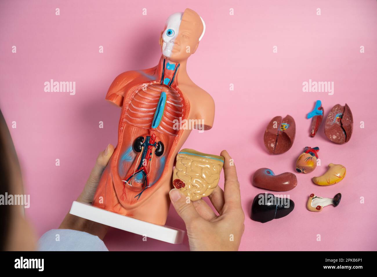 Anatomical mannequin for teaching human organs Stock Photo - Alamy
