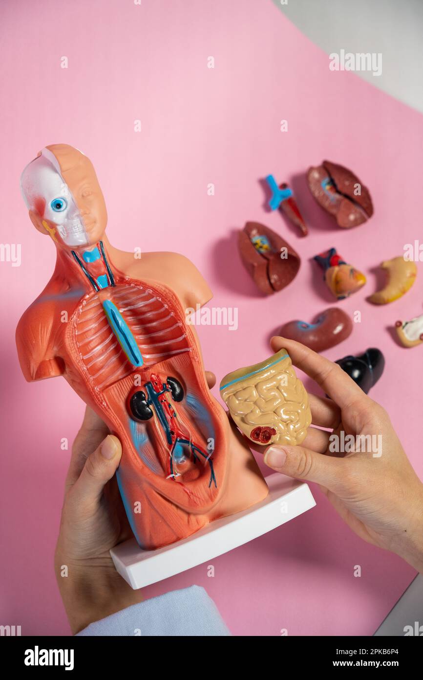 Anatomical mannequin for teaching human organs Stock Photo - Alamy
