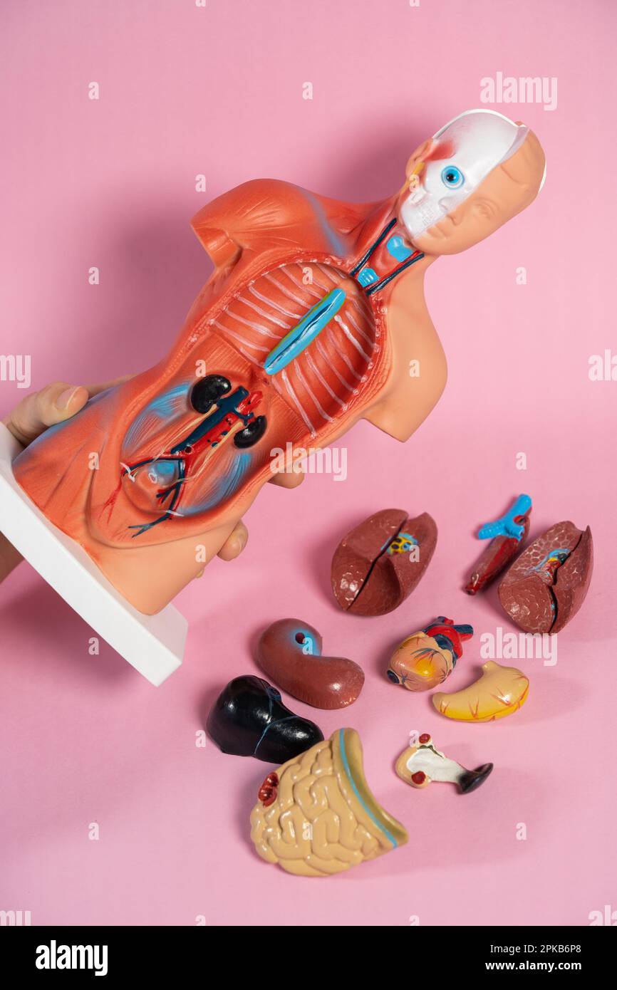 Anatomical mannequin for teaching human organs Stock Photo - Alamy