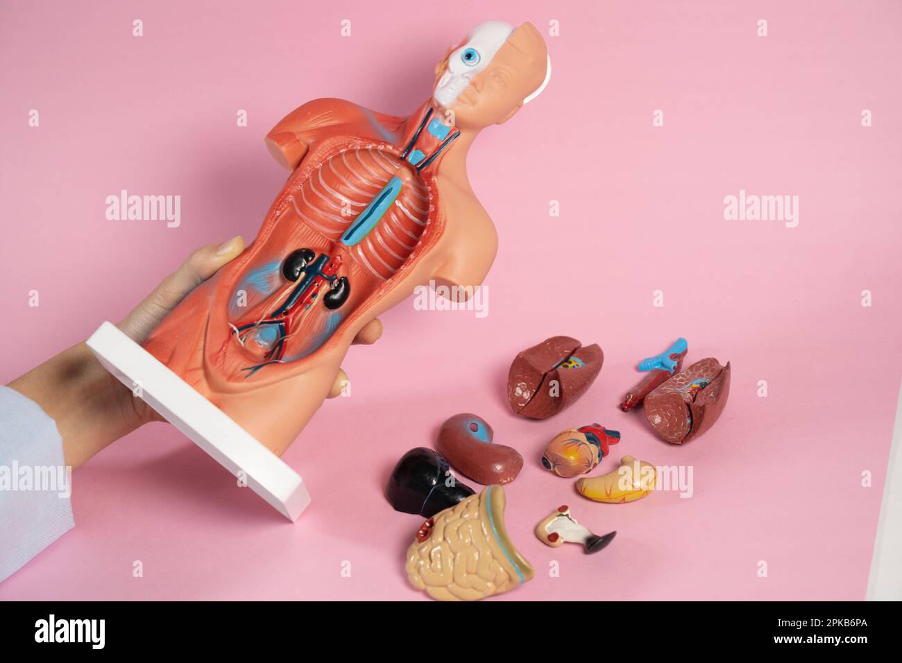 Anatomical mannequin for teaching human organs Stock Photo - Alamy