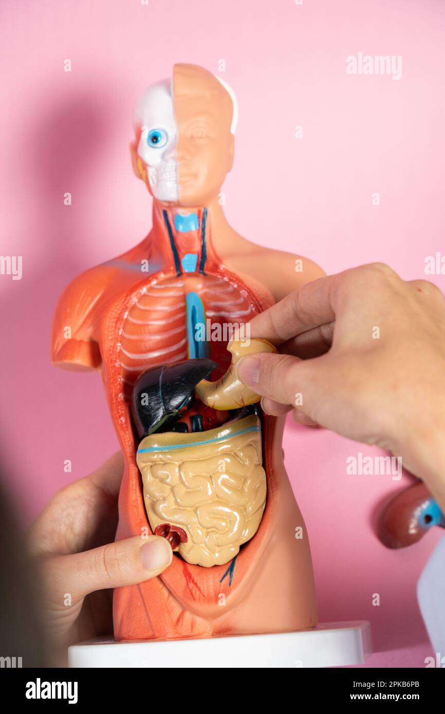 Anatomical mannequin for teaching human organs Stock Photo - Alamy