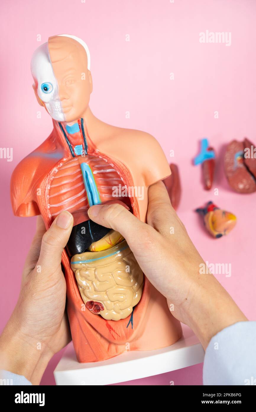 Anatomical mannequin for teaching human organs Stock Photo - Alamy