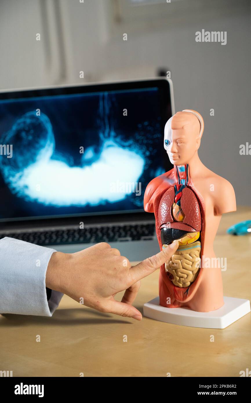 Anatomical mannequin for teaching human organs Stock Photo - Alamy