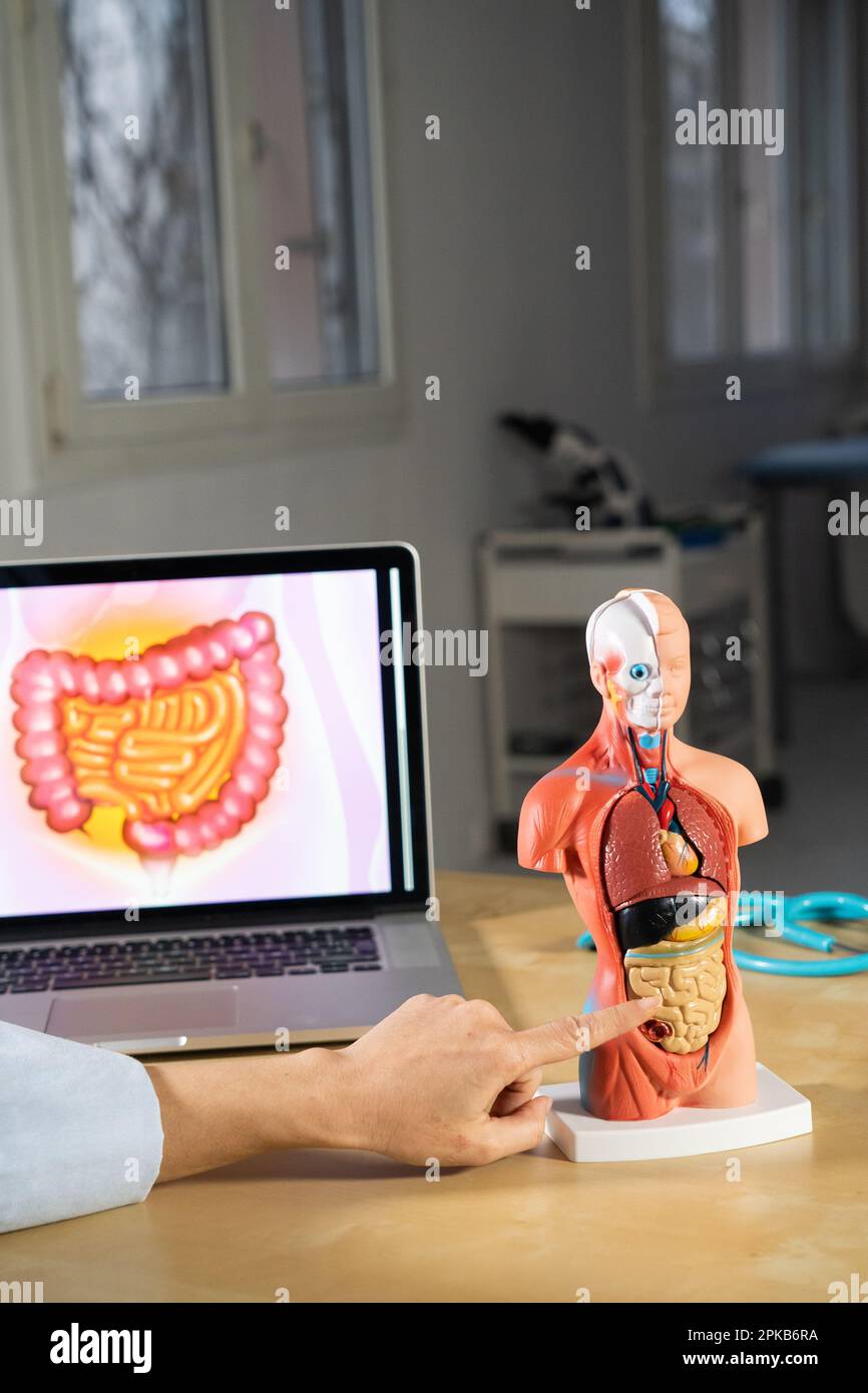 Anatomical mannequin for teaching human organs Stock Photo - Alamy