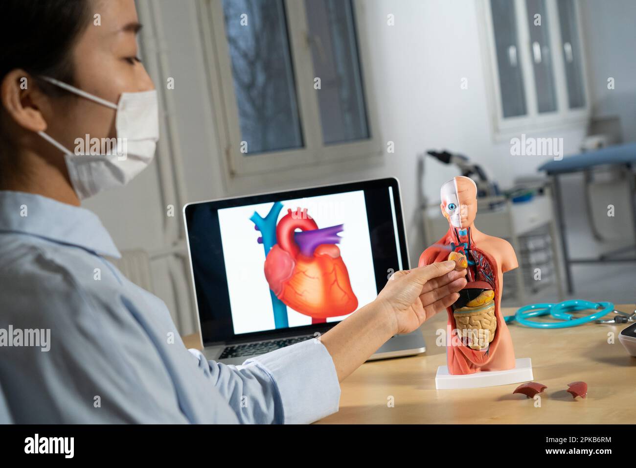 Anatomical mannequin for teaching human organs Stock Photo - Alamy