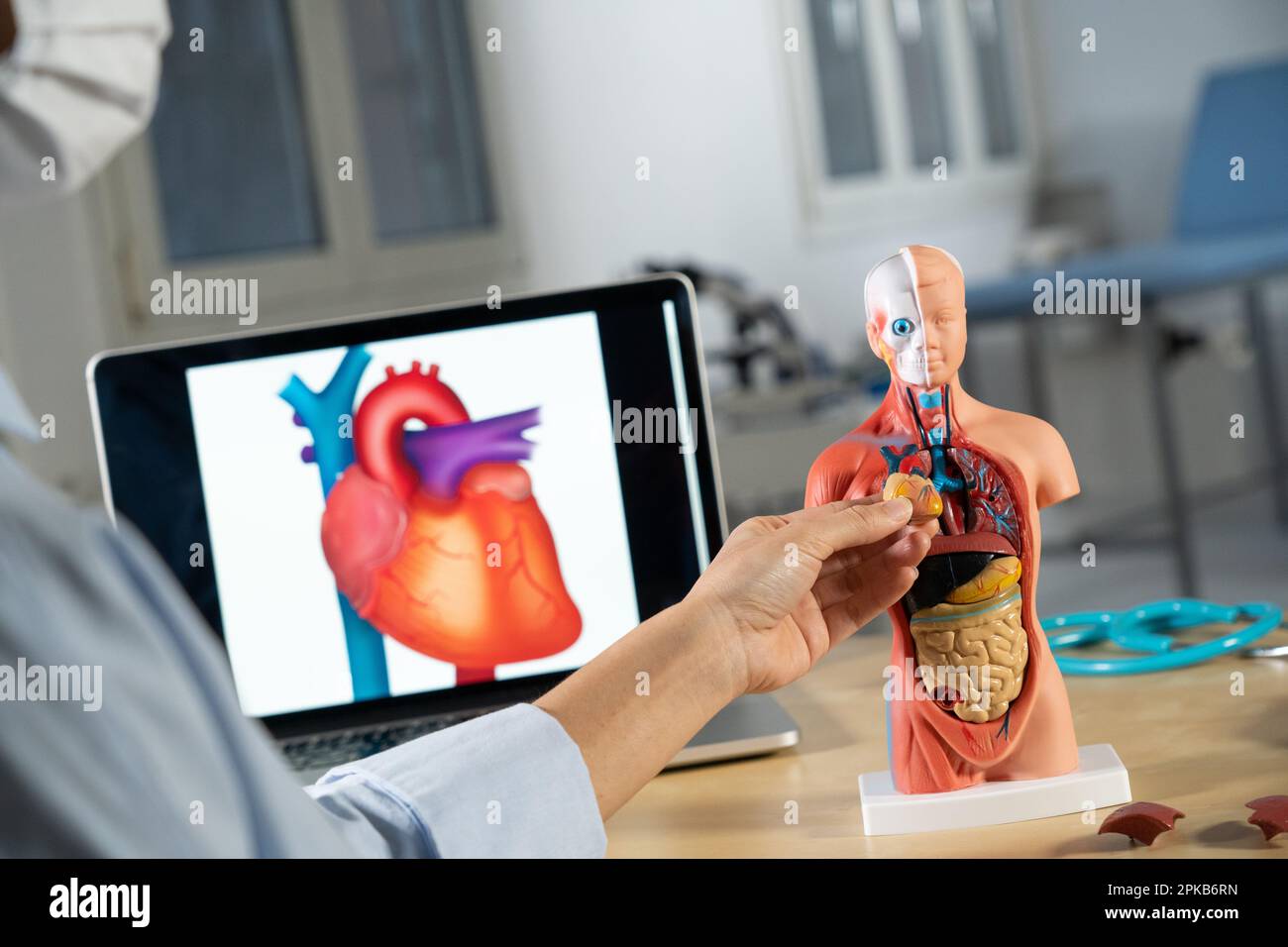 Anatomical mannequin for teaching human organs Stock Photo - Alamy
