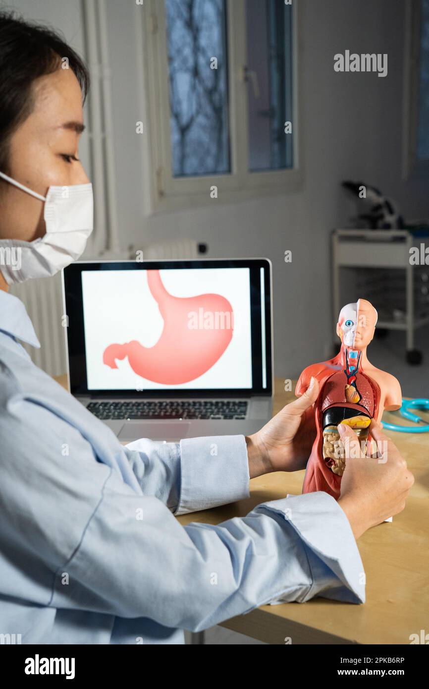 Stomach female organs human hi-res stock photography and images - Alamy