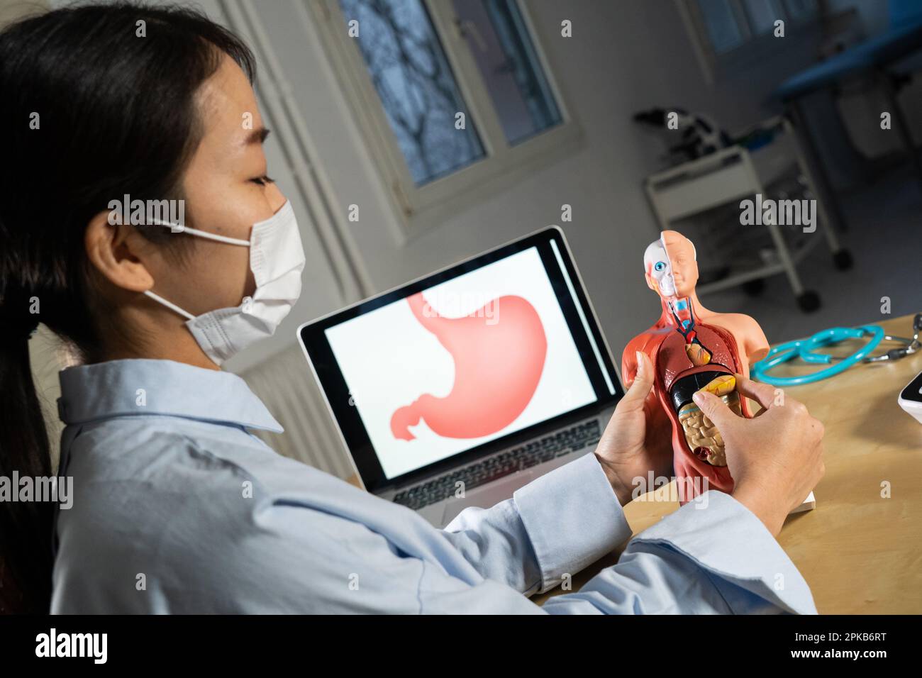 Anatomical mannequin female hi-res stock photography and images - Alamy