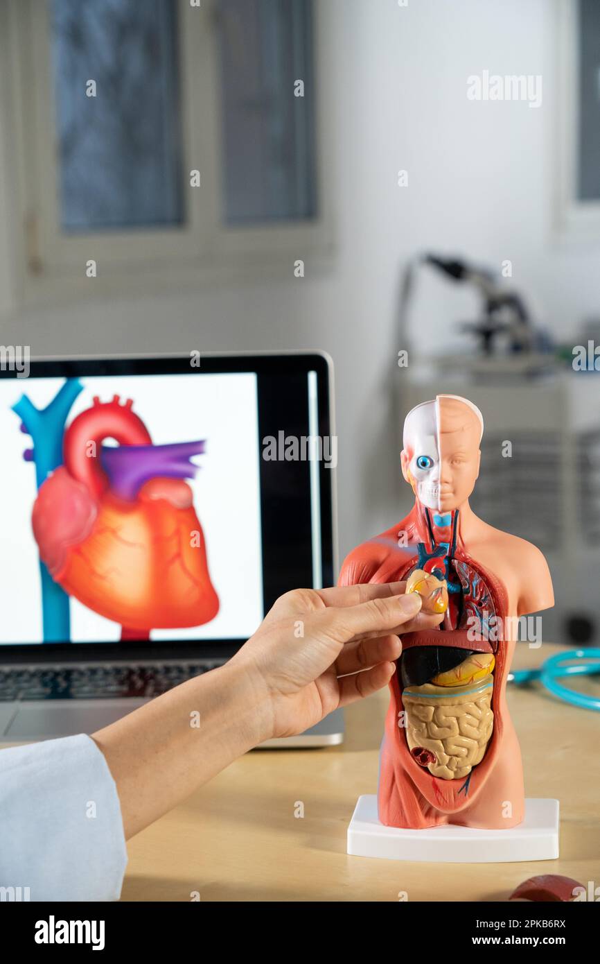 Anatomical mannequin for teaching human organs Stock Photo - Alamy