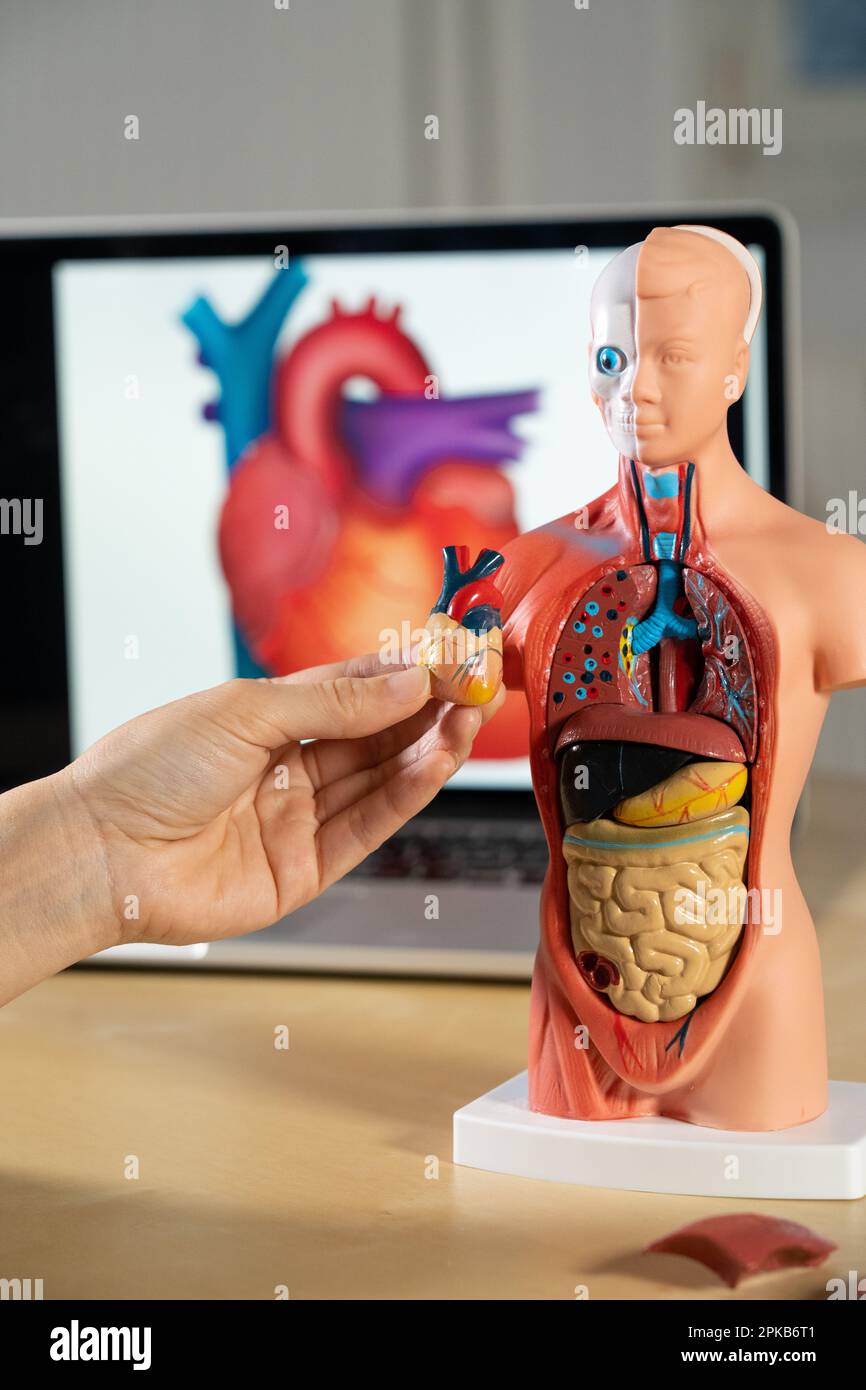 Anatomical mannequin for teaching human organs Stock Photo - Alamy