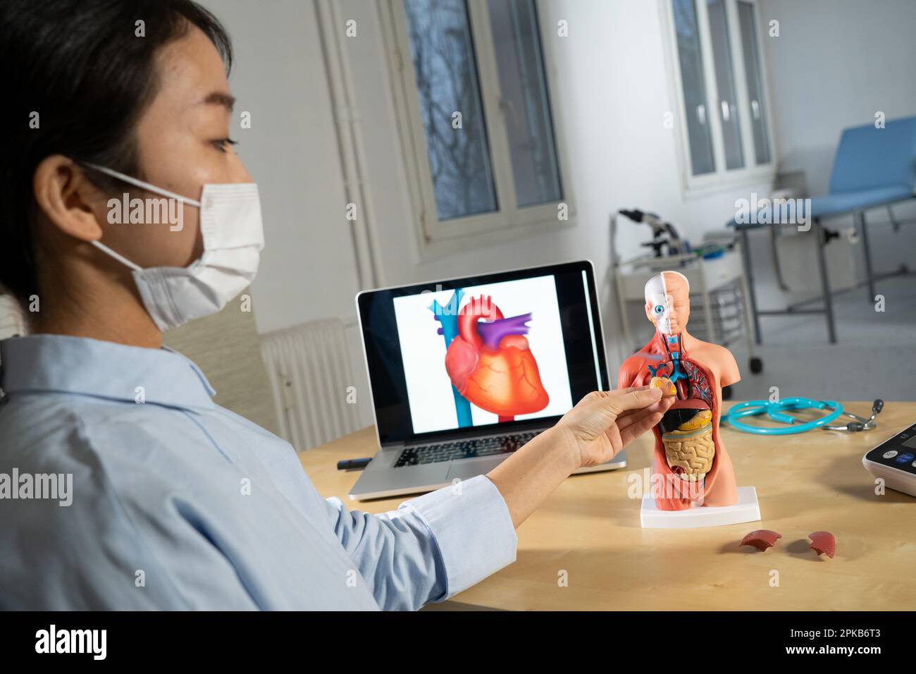 Anatomical mannequin for teaching human organs Stock Photo - Alamy