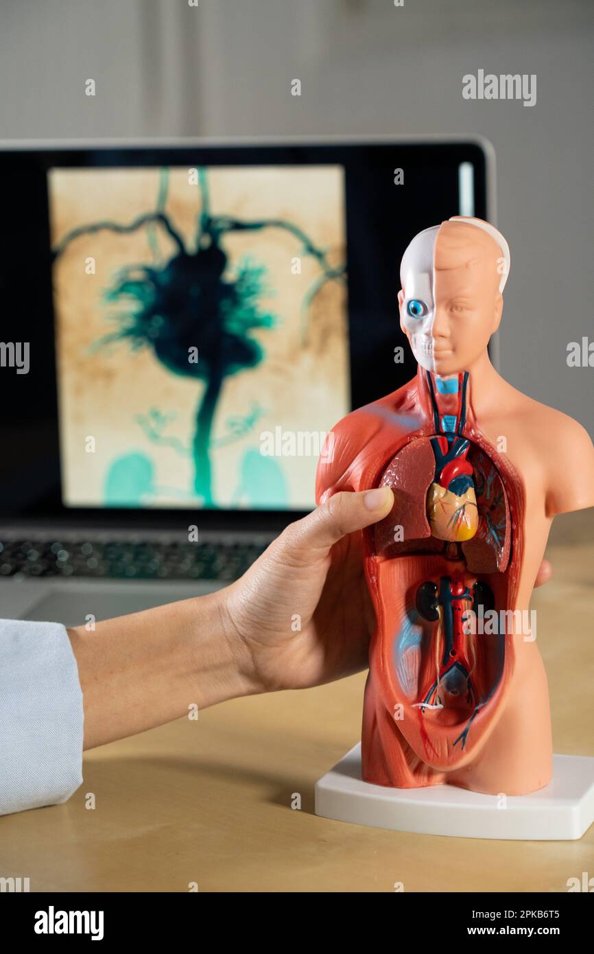 Anatomical mannequin female hi-res stock photography and images - Alamy