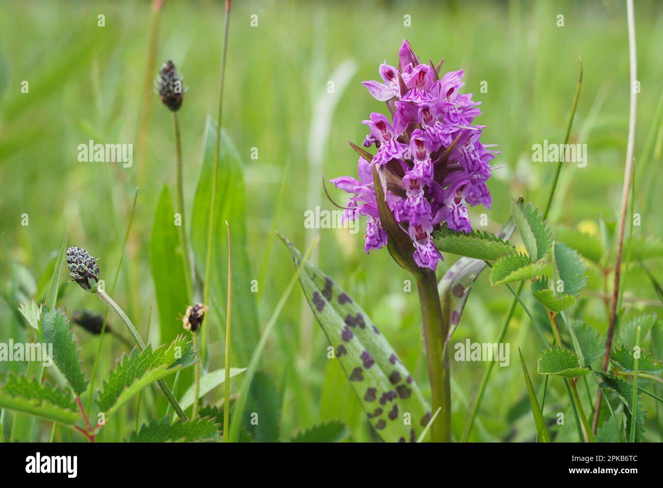 Single inflorescence of broad-leaved orchid Stock Photo - Alamy