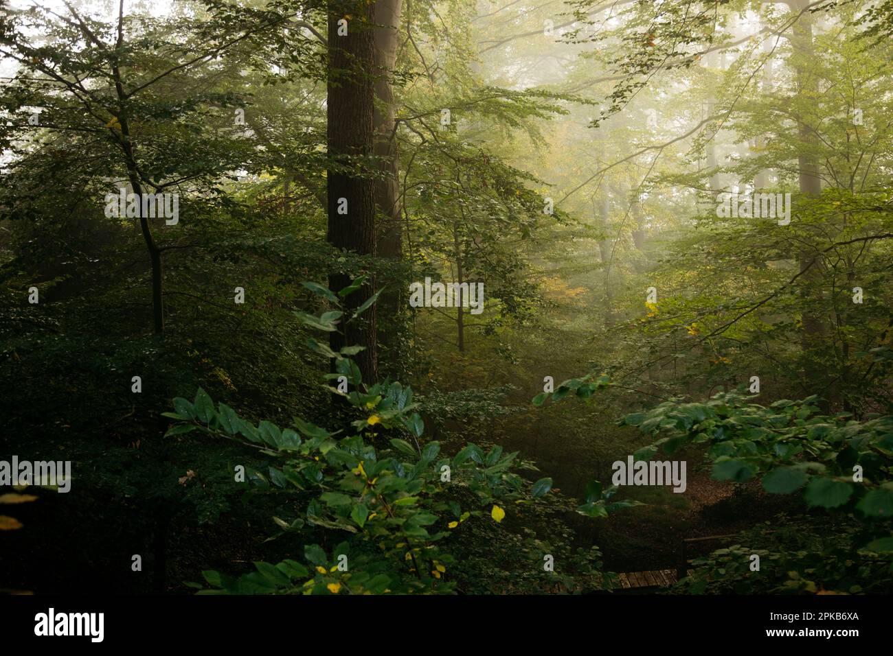 Fog foggy weather day daytime hi-res stock photography and images - Alamy
